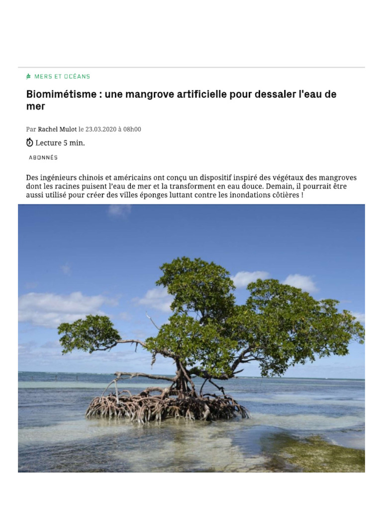 Mangrove | PDF