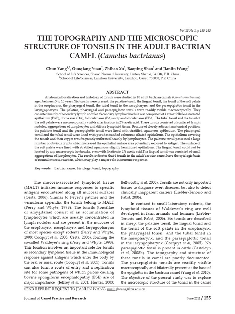 Bactrian Camel Tonsil Structure Study | PDF | Lymphatic System | Epithelium