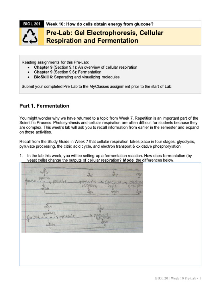 Week 10 Prelab | PDF