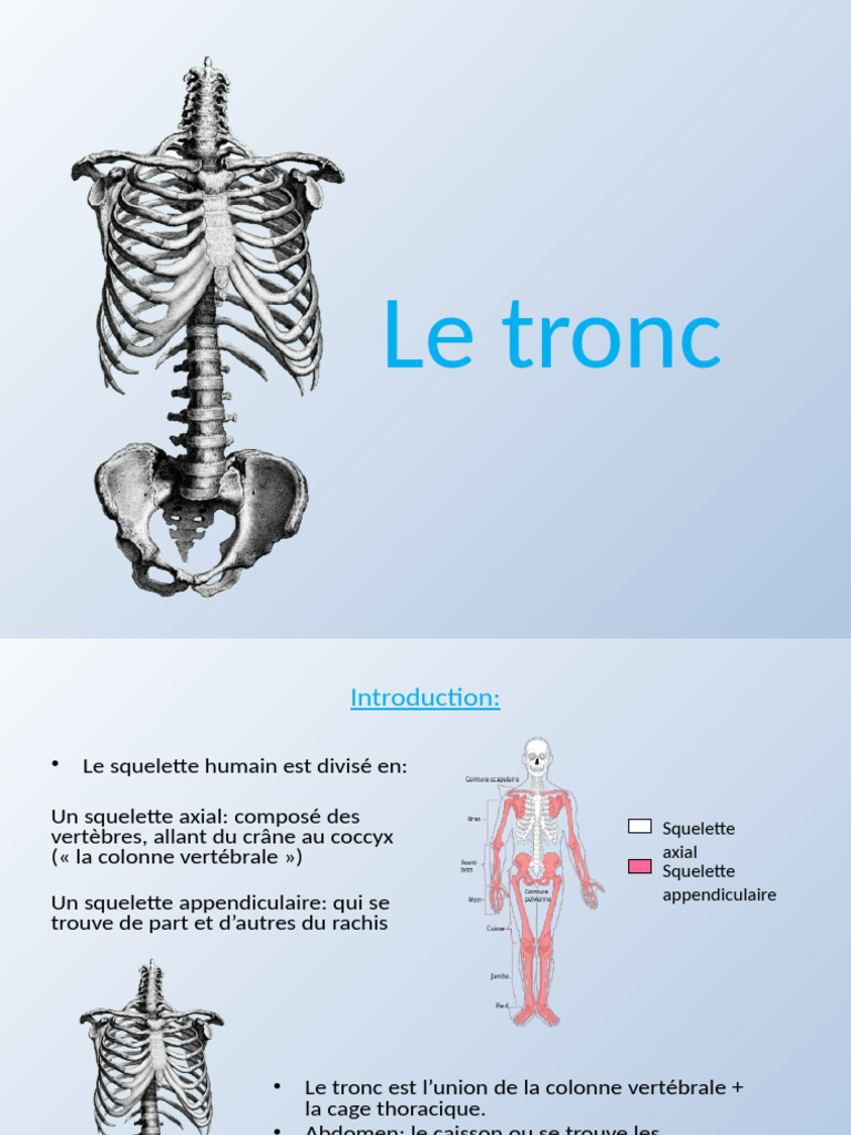 Anatomie du Tronc et du Squelette | PDF | Vertèbre | Colonne vertébrale