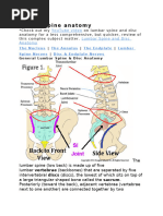 Anatomy of The Pelvis | PDF | Pelvis | Vertebra