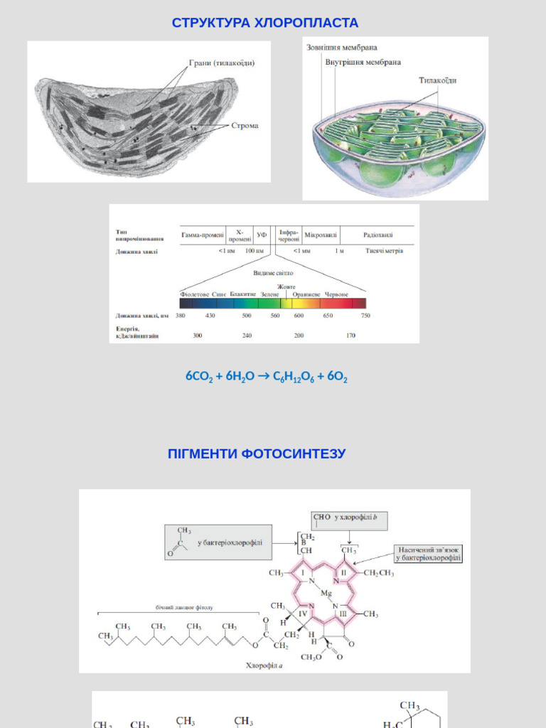 Introduction To Photosynthesis | PDF