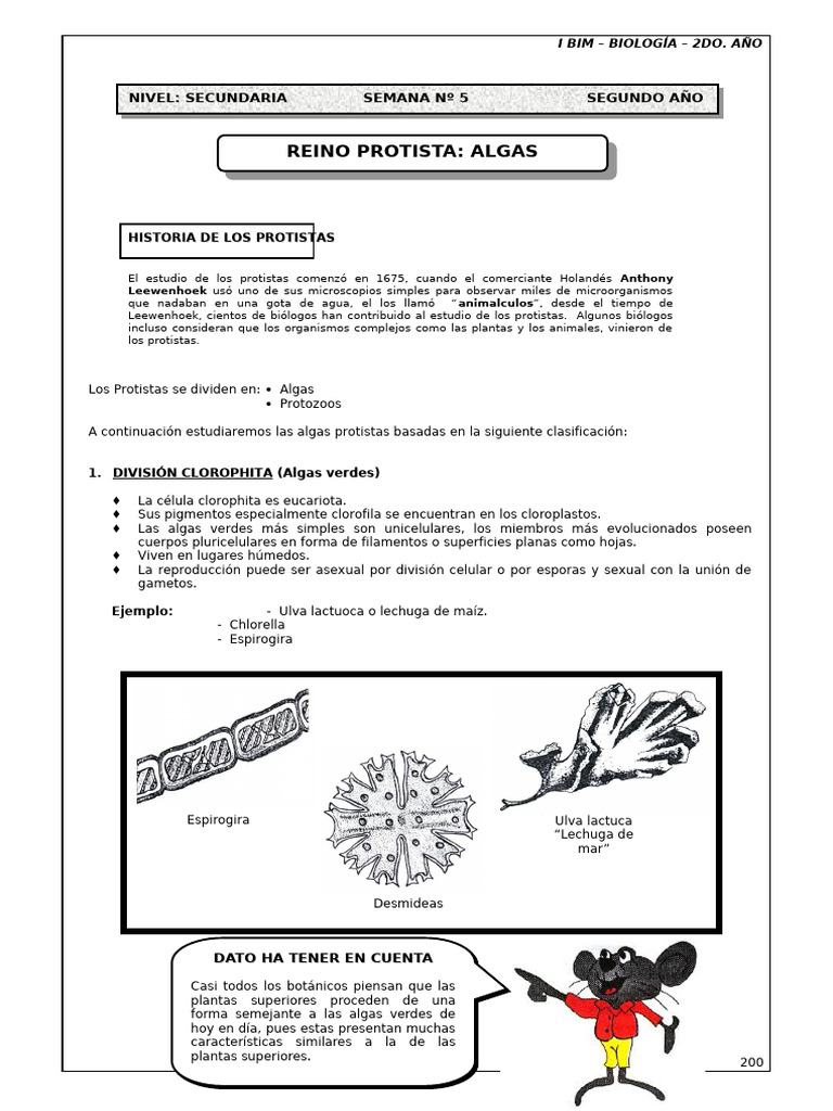 20. Reino Protista - Algas | PDF | Algas | Plantas