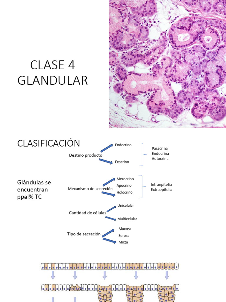 CLASE4 GLANDULAR2 | PDF