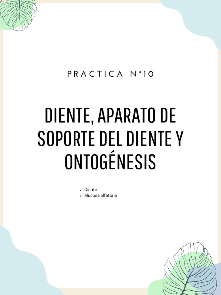 ATLAS MORFO II | PDF | Dentina | Diente