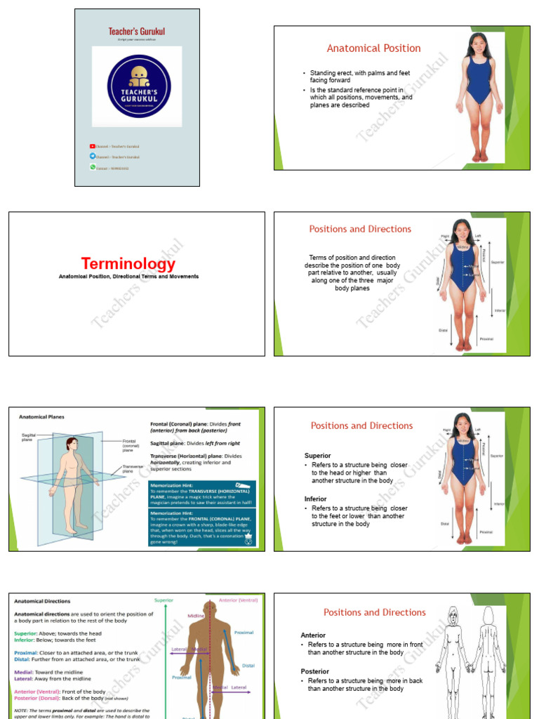 Anatomical Positions and Movements Class Notes | PDF | Anatomical Terms ...
