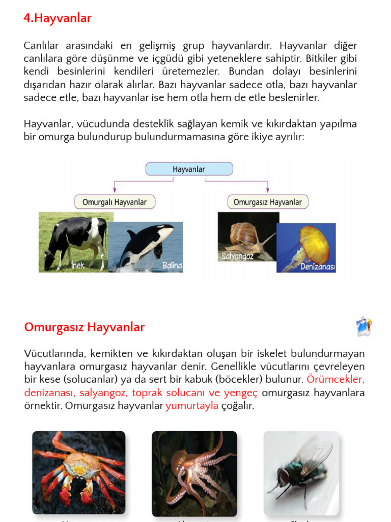 5.sinif Fen Bilgisi Dersi Hayvanlar Ders Notu | PDF