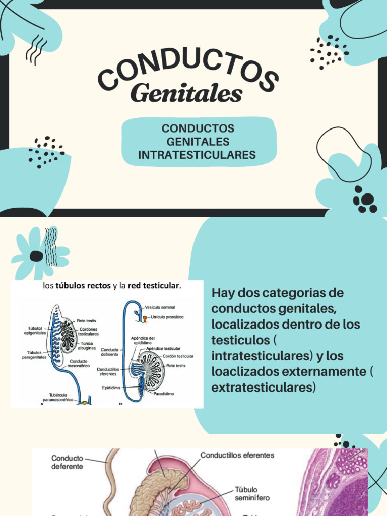 Conductos Genitales Intratesticulares | PDF