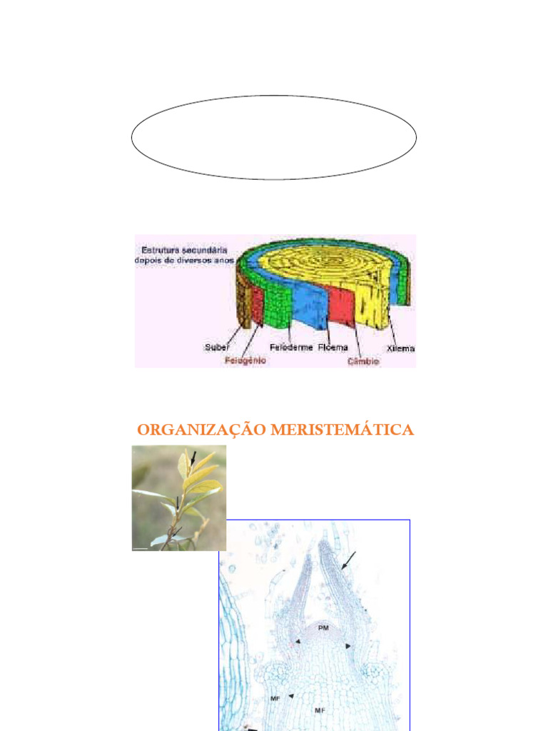Anatomia e Funções do Caule | PDF | Organismos | Anatomia