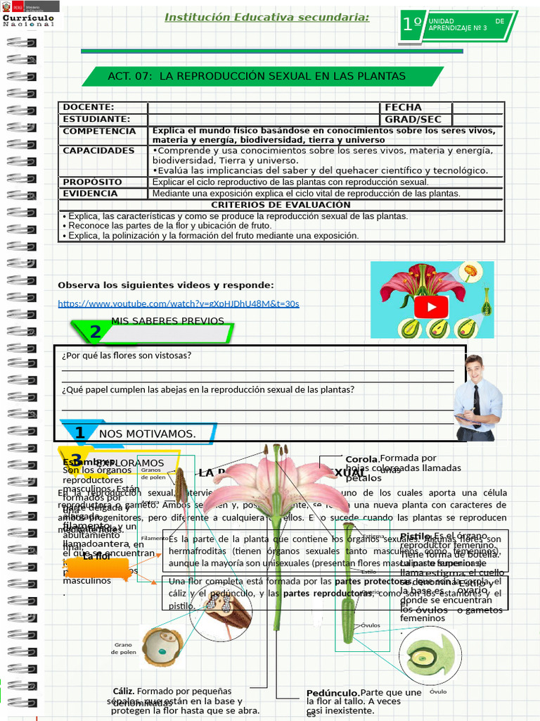 D-1º Act 7 Cyt Unid 3 | PDF | Flores | Reproducción