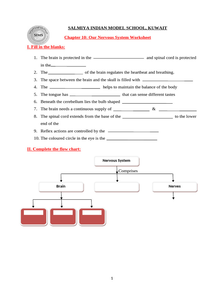 Nervous System Worksheet Answers | PDF | Brain | Nerve