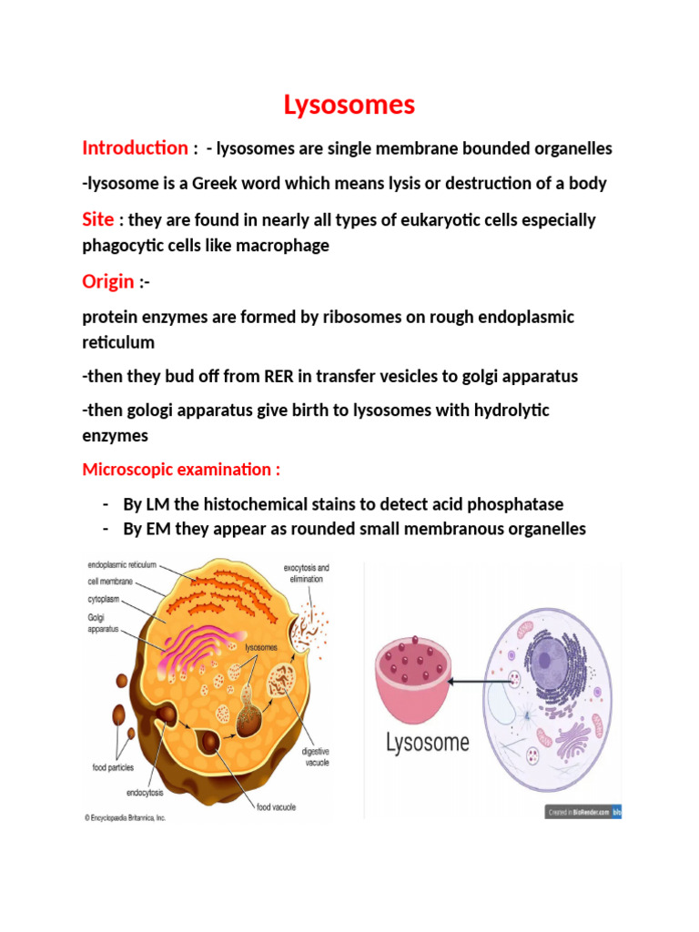 Lysosome | PDF
