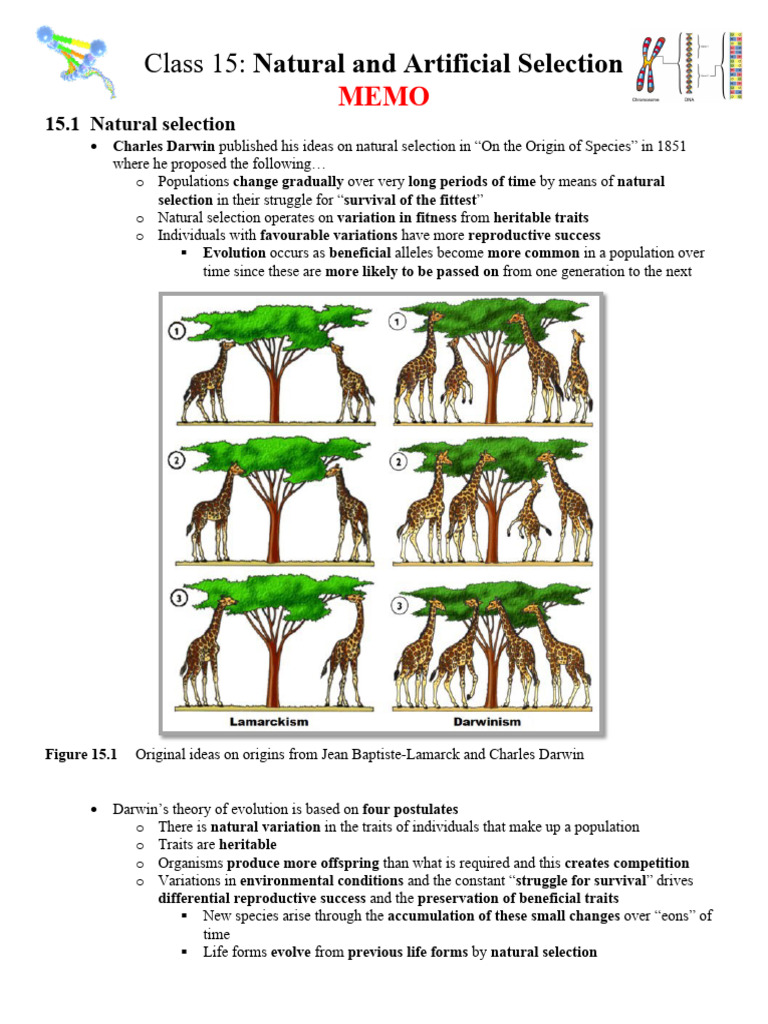 Class #11 Natural Selection ANSWER KEY | PDF | Natural Selection ...
