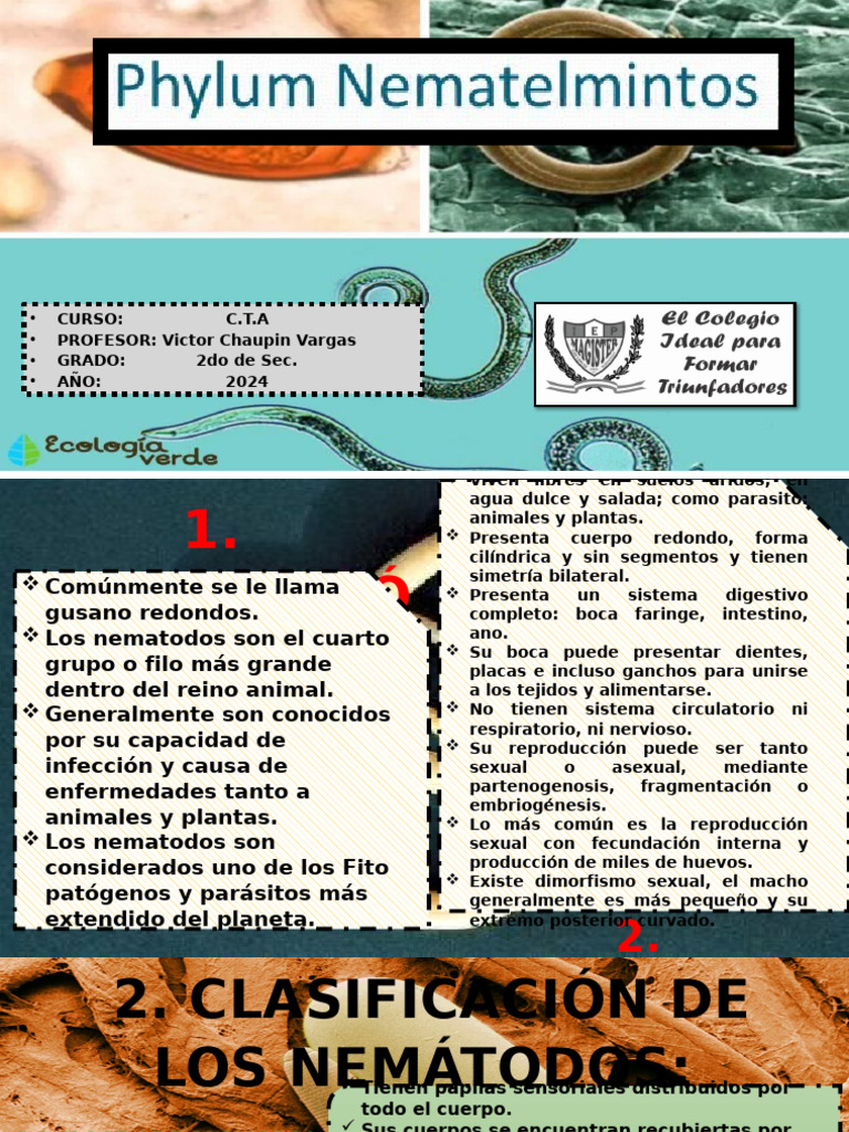 Pylum Nematelmintos 19 - 09 | PDF | Nematodo | Biología