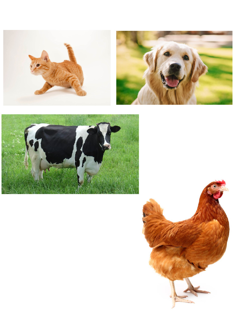 Animales Perro, Gato, Vaca y Gallina | PDF