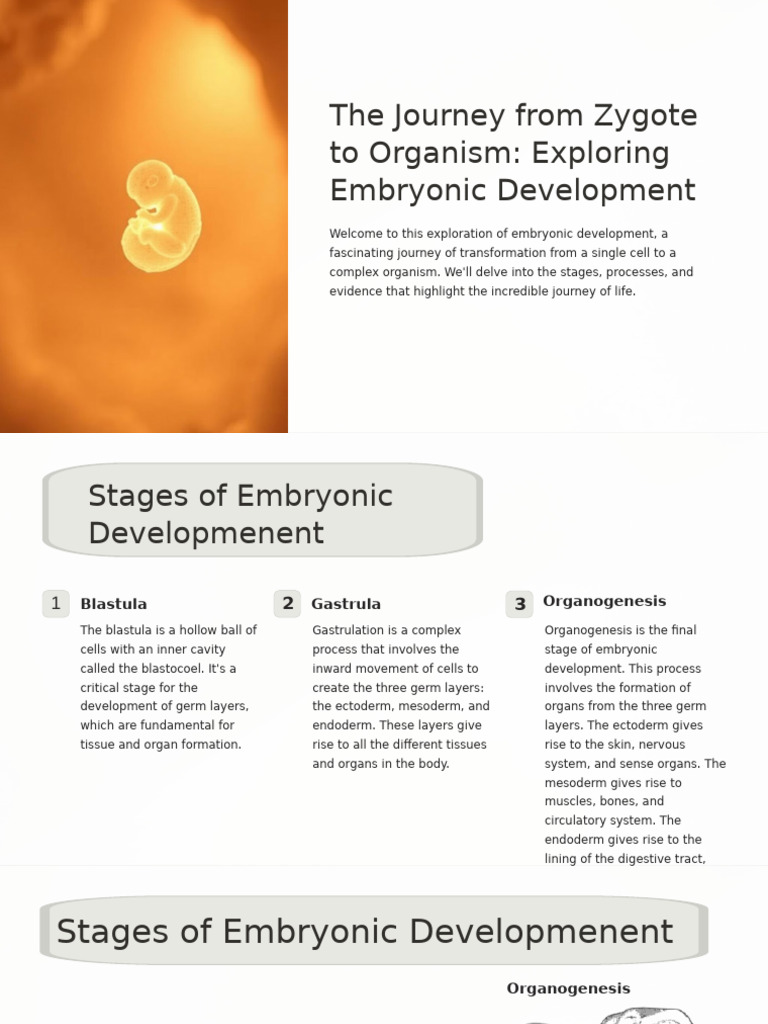 Organogenesis 20241215 180647 0000 | PDF | Embryo | Developmental Biology