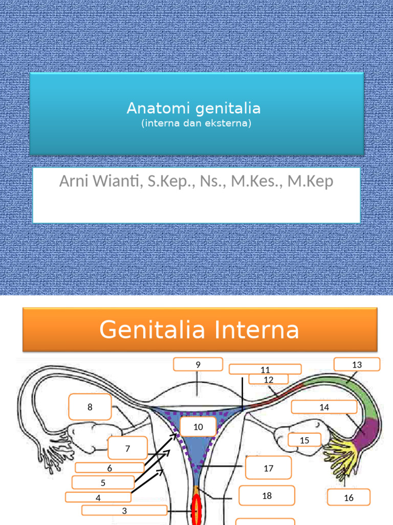 Anatomi dan Fungsi Genitalia Wanita | PDF