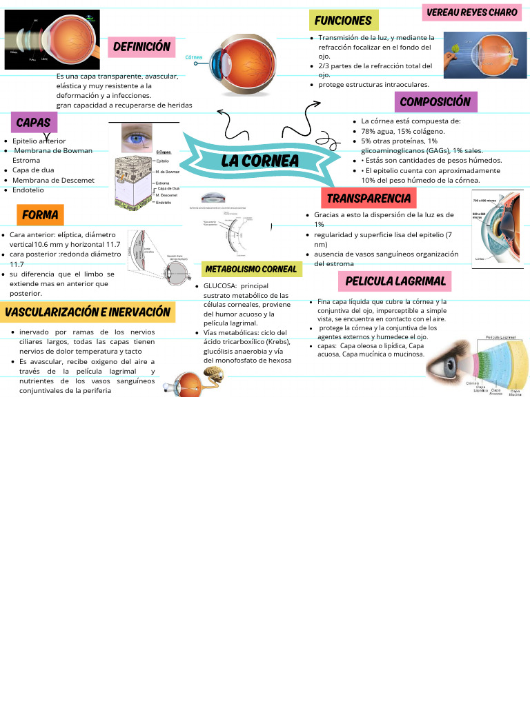 Mapa Conceptual Cornea Charo Vereau Reyes | PDF | Córnea | Anatomía