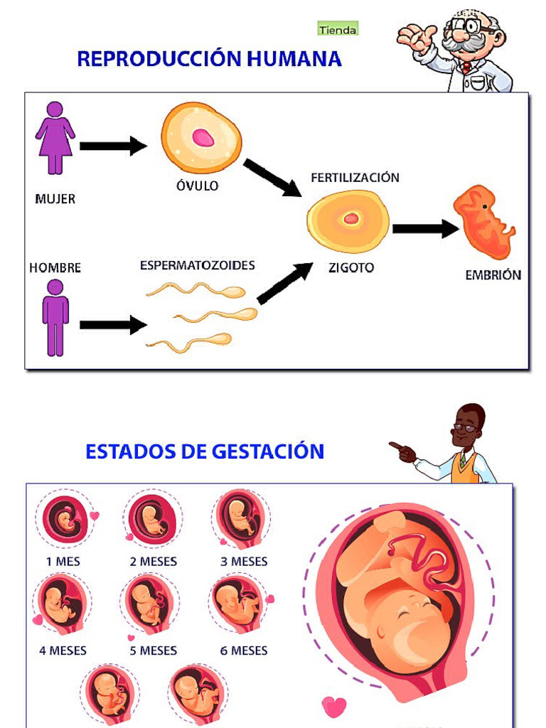 Reproducción humana | PDF