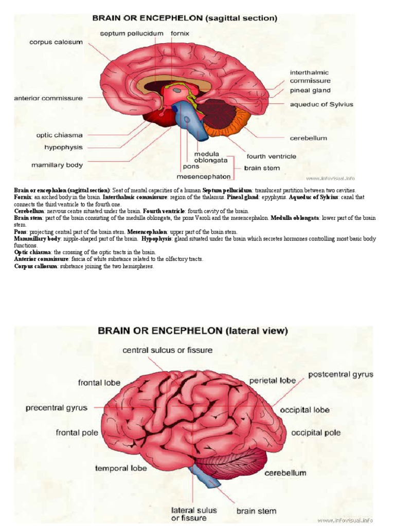 Brain or Encephalon | PDF | Neuron | Nerve