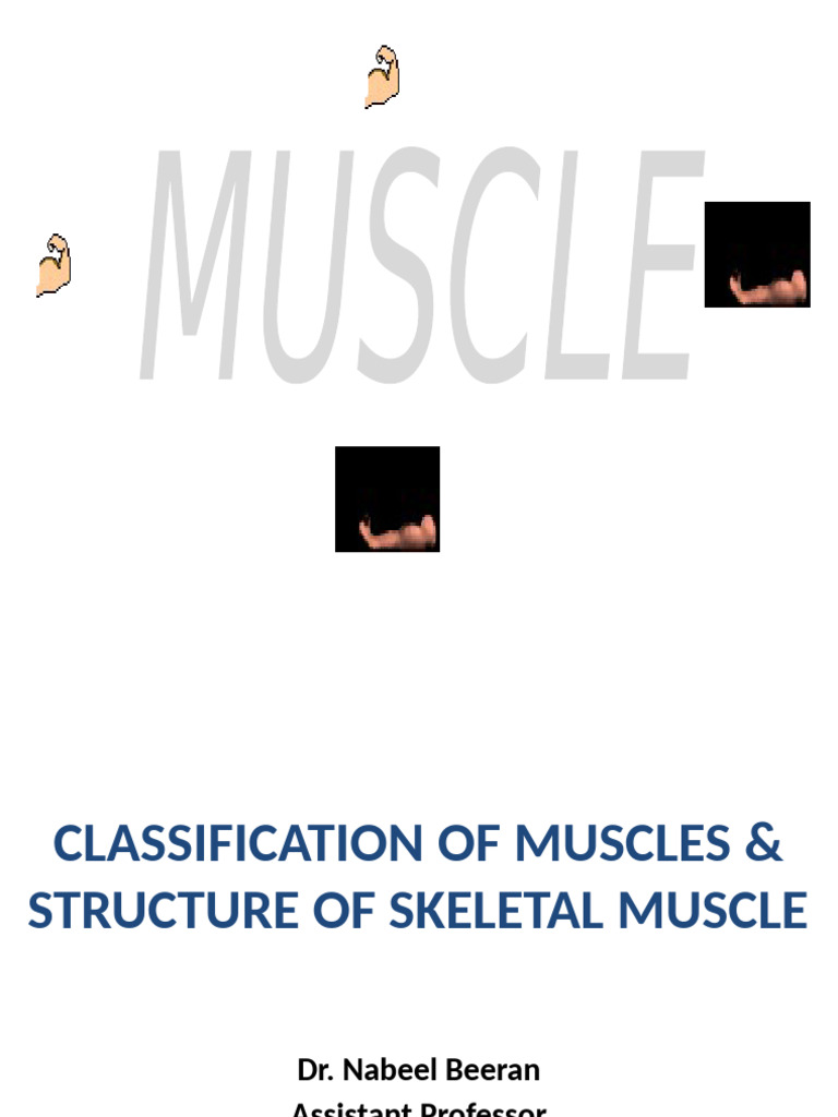 Muscle Classification and Structure Guide | PDF | Muscle | Muscle ...