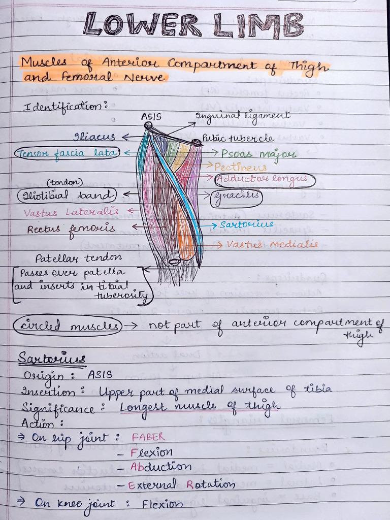 Lower Limb | PDF | Pelvis | Limbs (Anatomy)