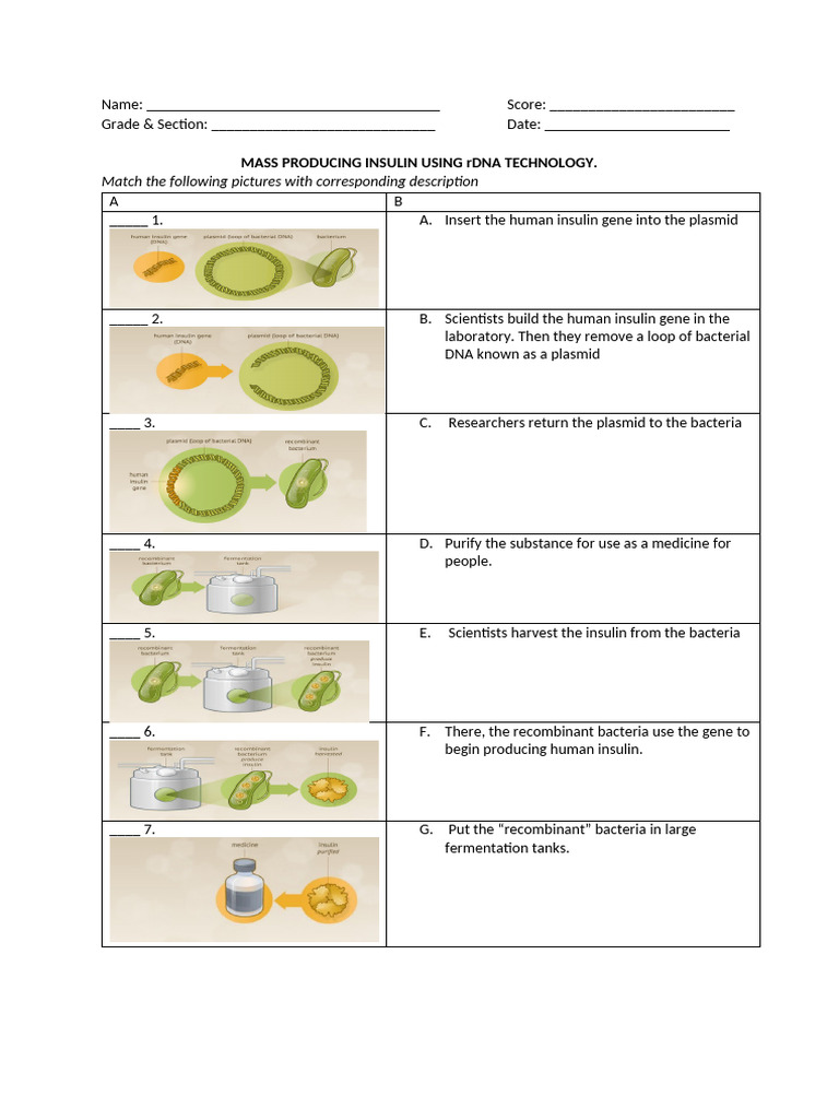 Mass Producing Insulin Worksheets 1 | PDF | Insulin | Recombinant Dna