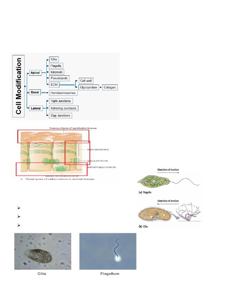 Concept Note 5 Cell Modification | PDF | Epithelium | Extracellular Matrix