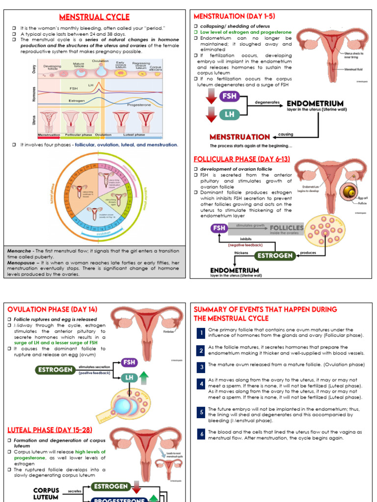 Mutya ng section e | PDF | Menstrual Cycle | Ovary