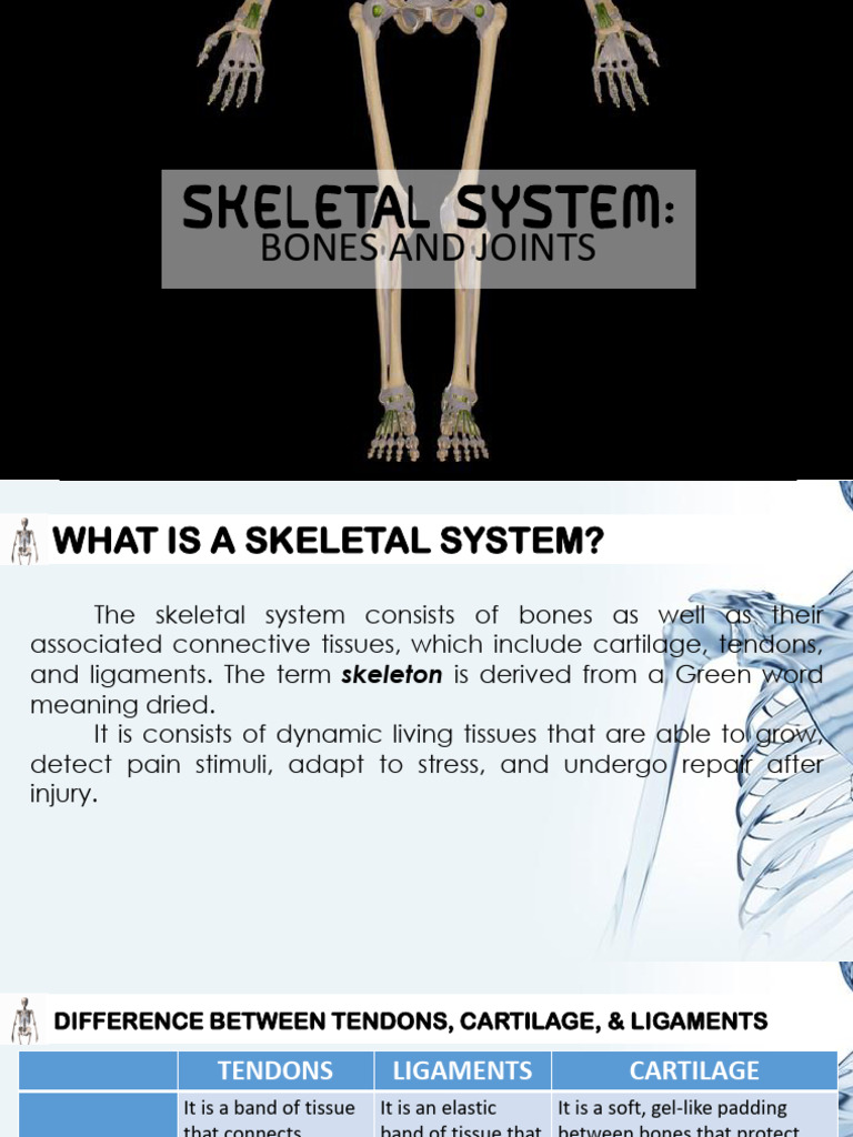 Skeletal System | PDF | Skeleton | Bone