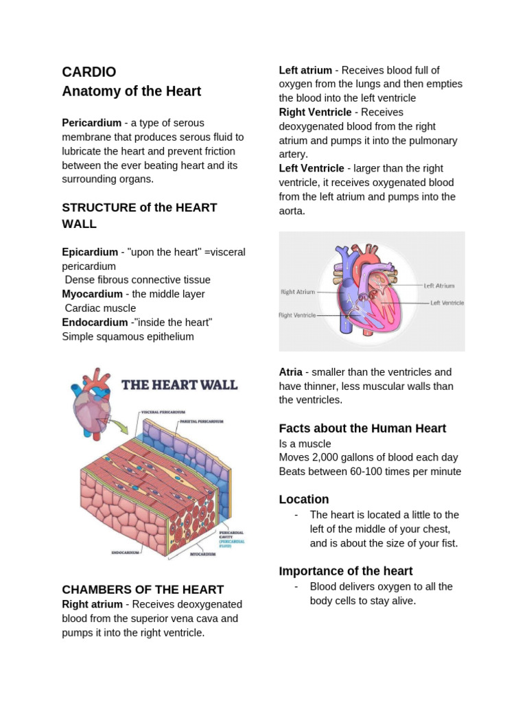 Heart | PDF | Heart | Heart Valve