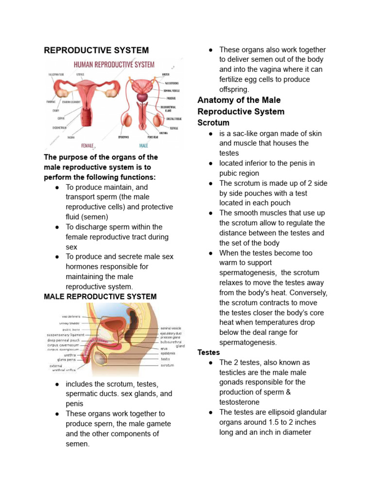 Reproductive | PDF | Menstrual Cycle | Testicle