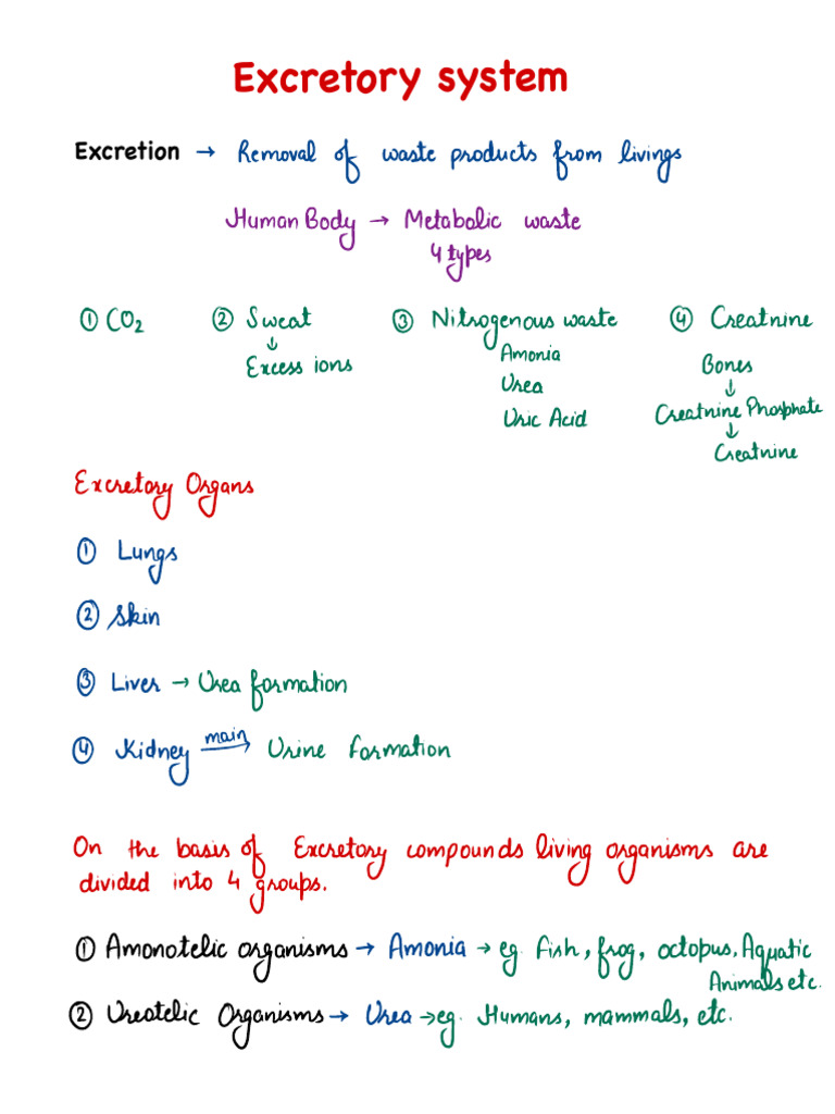 Excretory System | PDF | Kidney | Organ (Anatomy)