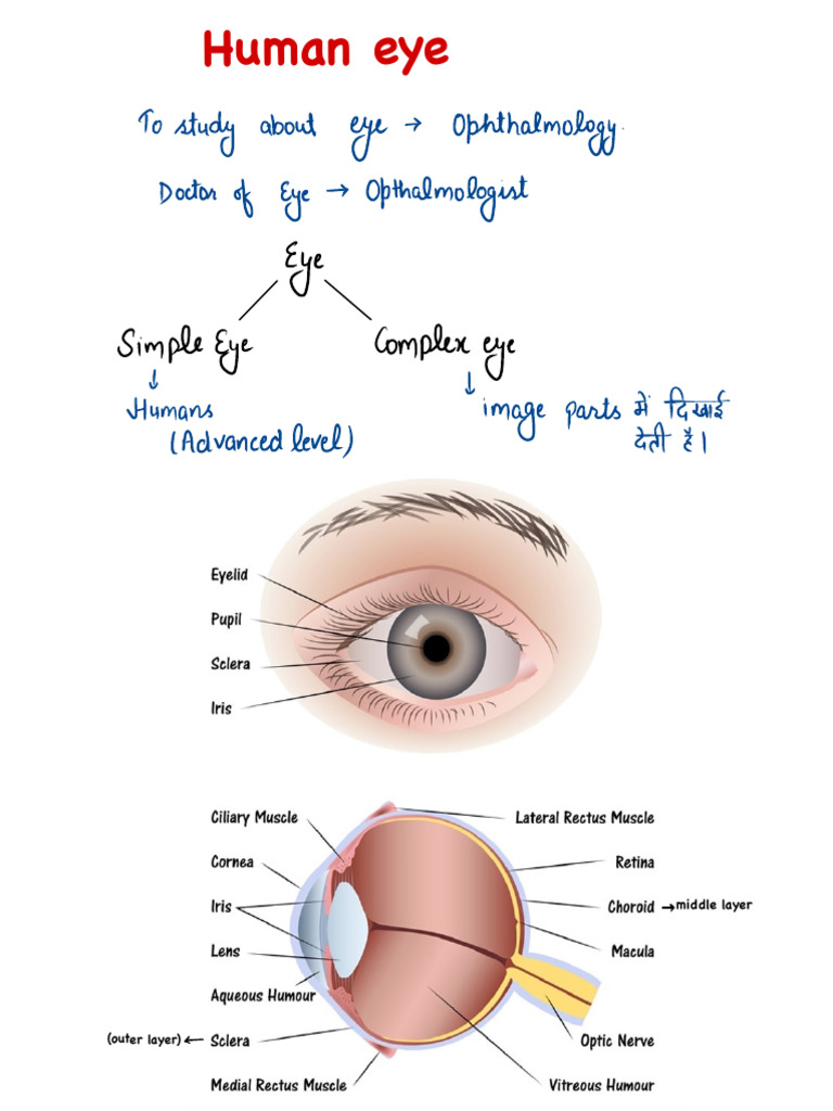 Human Eye | PDF | Eye | Retina