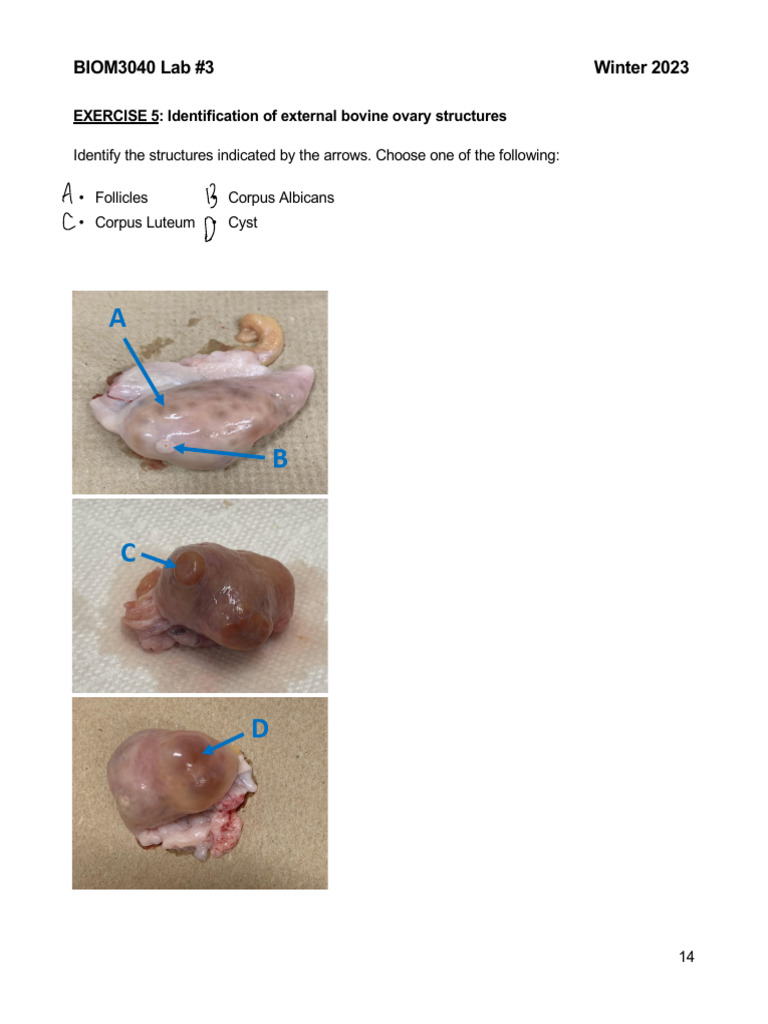 BIOM3040 Lab 3 Female and Male Repro W23 - Final | PDF