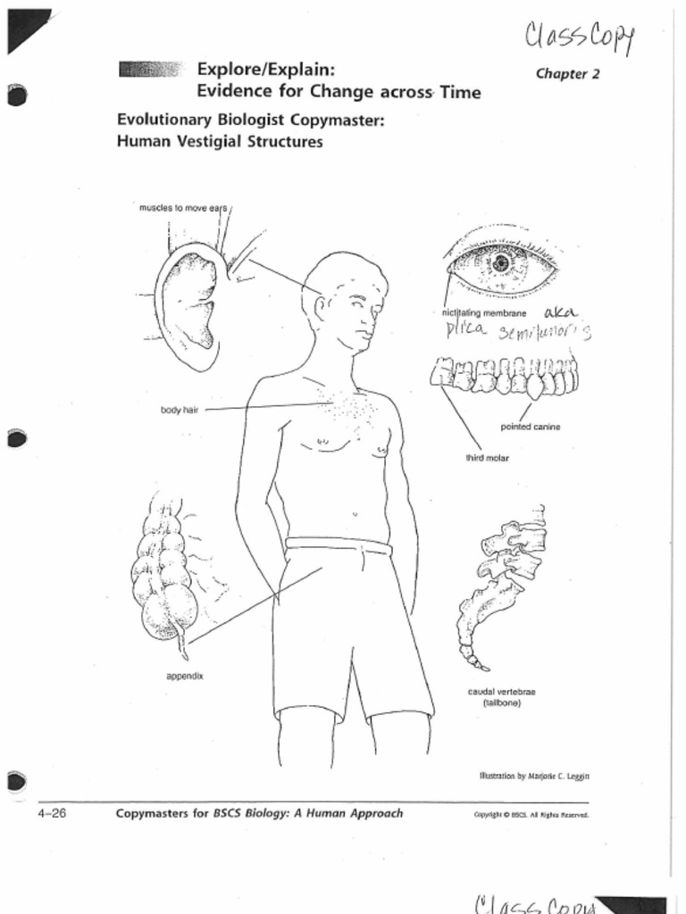 Vestigial Structures Handout | PDF