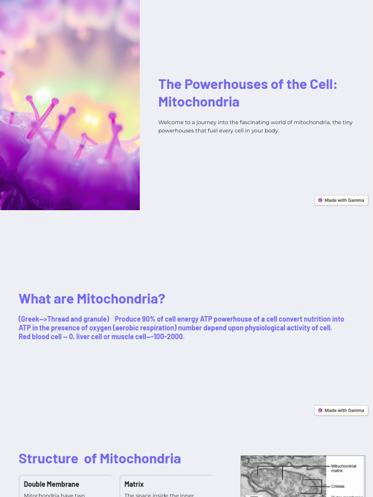 The Powerhouses of The Cell Mitochondria | PDF | Mitochondrion | Cellular Respiration