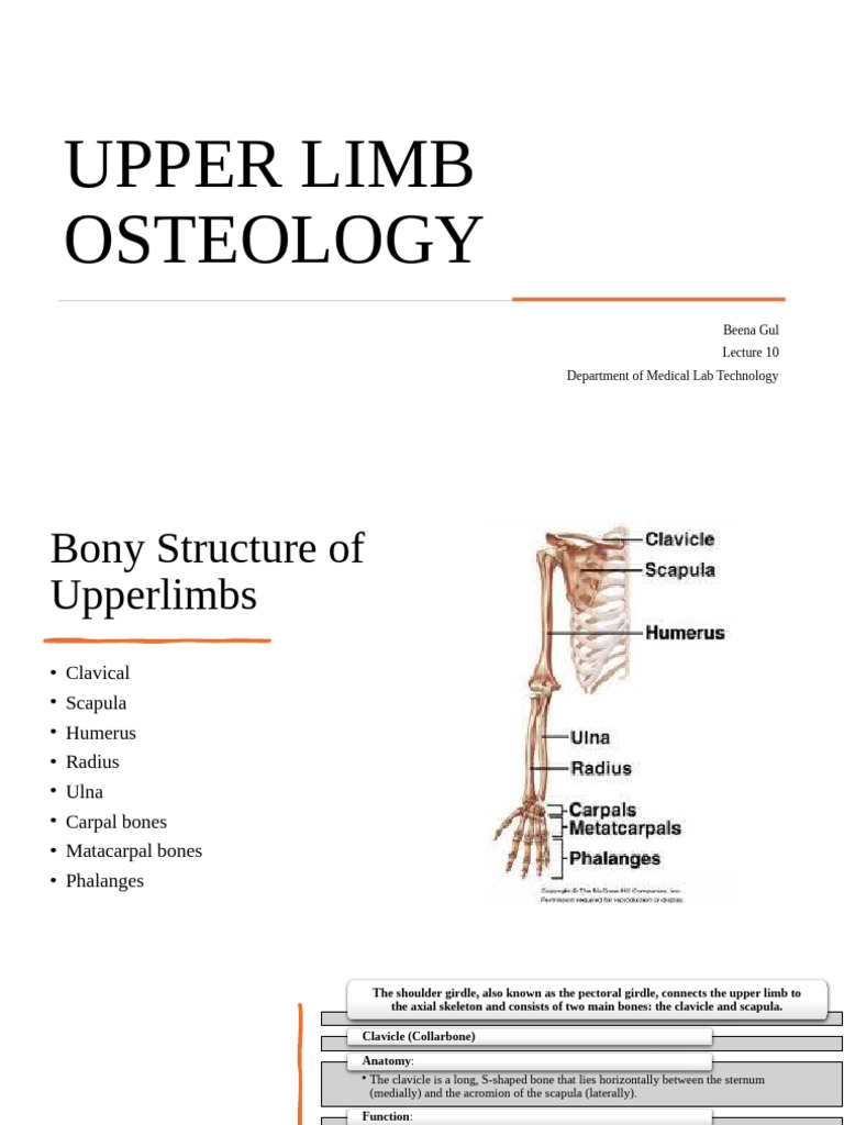 10-Upper Limb Osteology | PDF | Hand | Shoulder