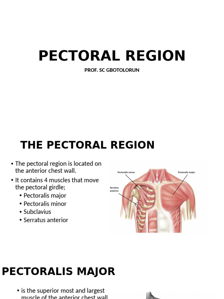 Anatomy of the Pectoral Region and Breasts | PDF | Breast | Human Anatomy