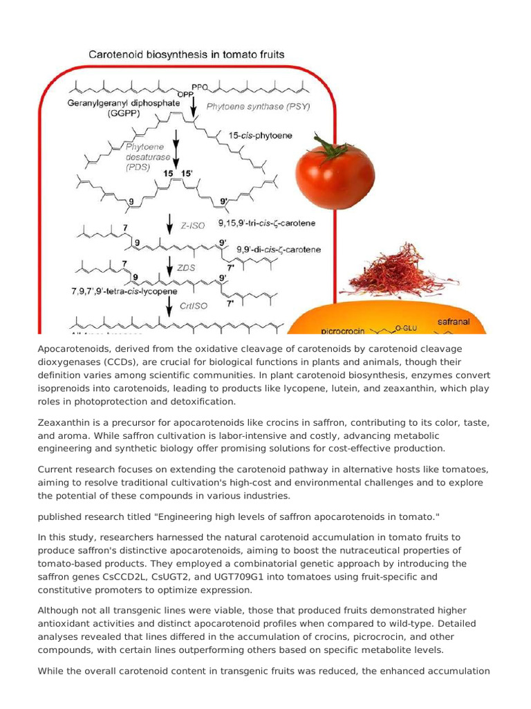 Engineering Tomatoes for High-yield Saffron Apocarotenoid Production | PDF | Carotenoid ...