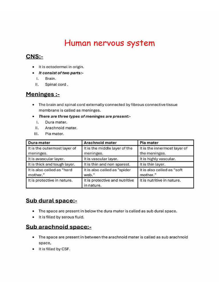 Human Nervous System | PDF