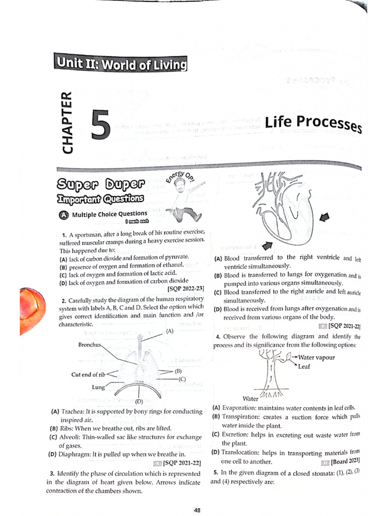 Life Processes Just Padhle Hutle Final Revision | PDF