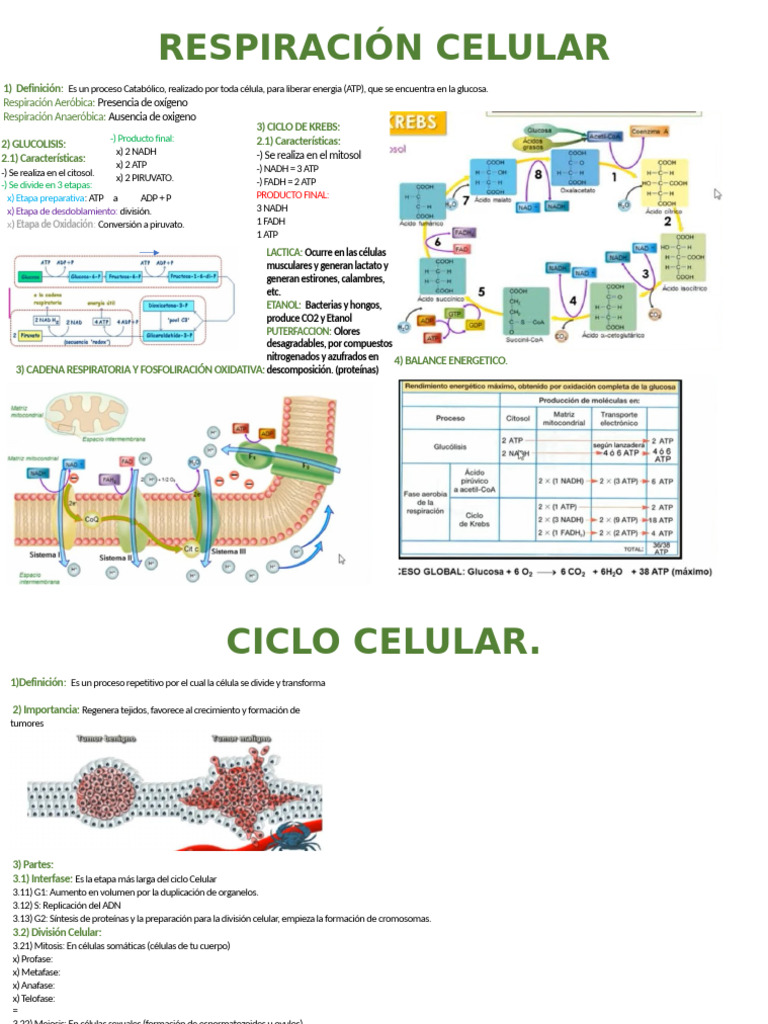 Biologia 2 | PDF | Respiración celular | Trifosfato de adenosina