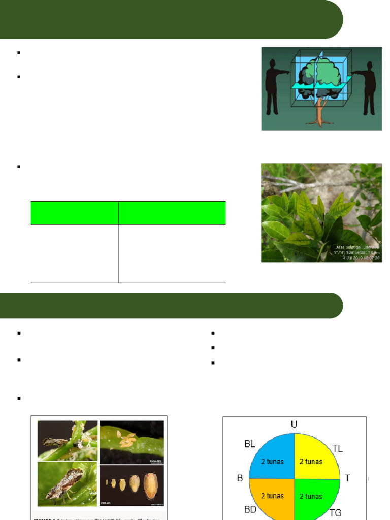 Pengamatan CVPD Dan Kutu Loncat Jeruk | PDF