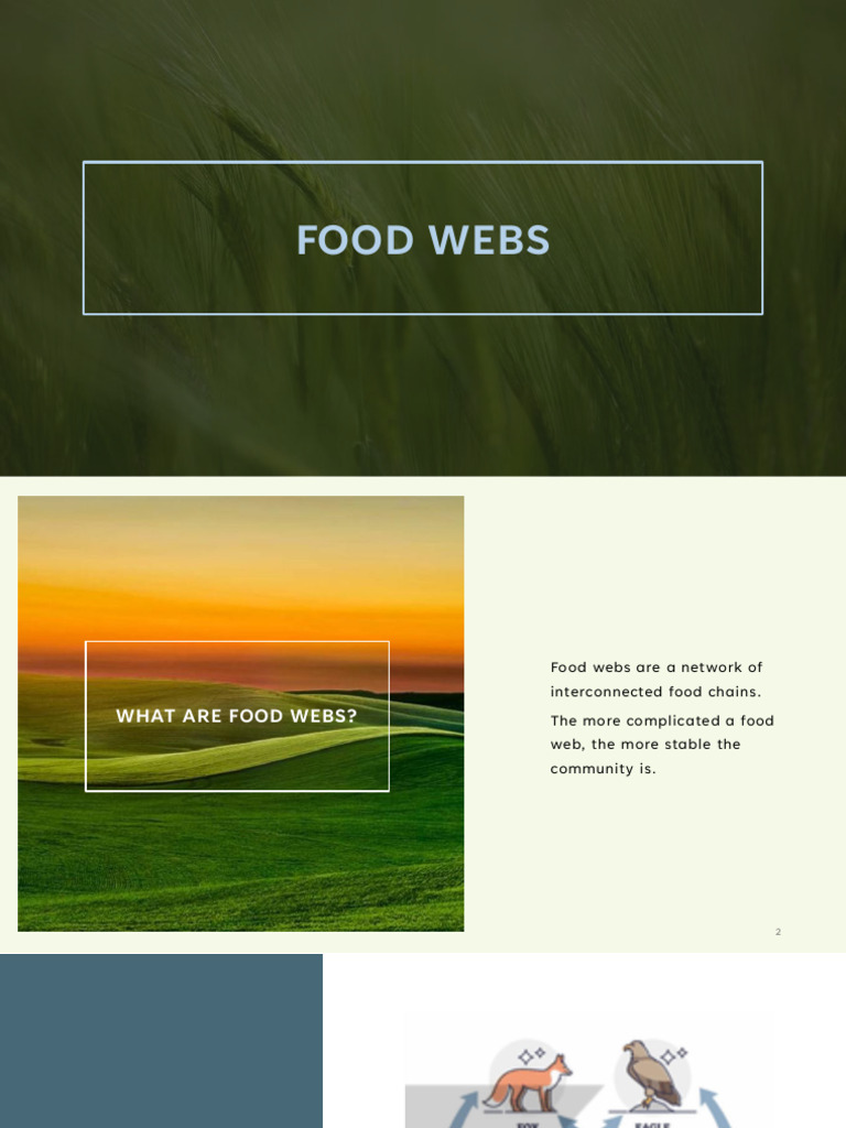 Food Webs | PDF
