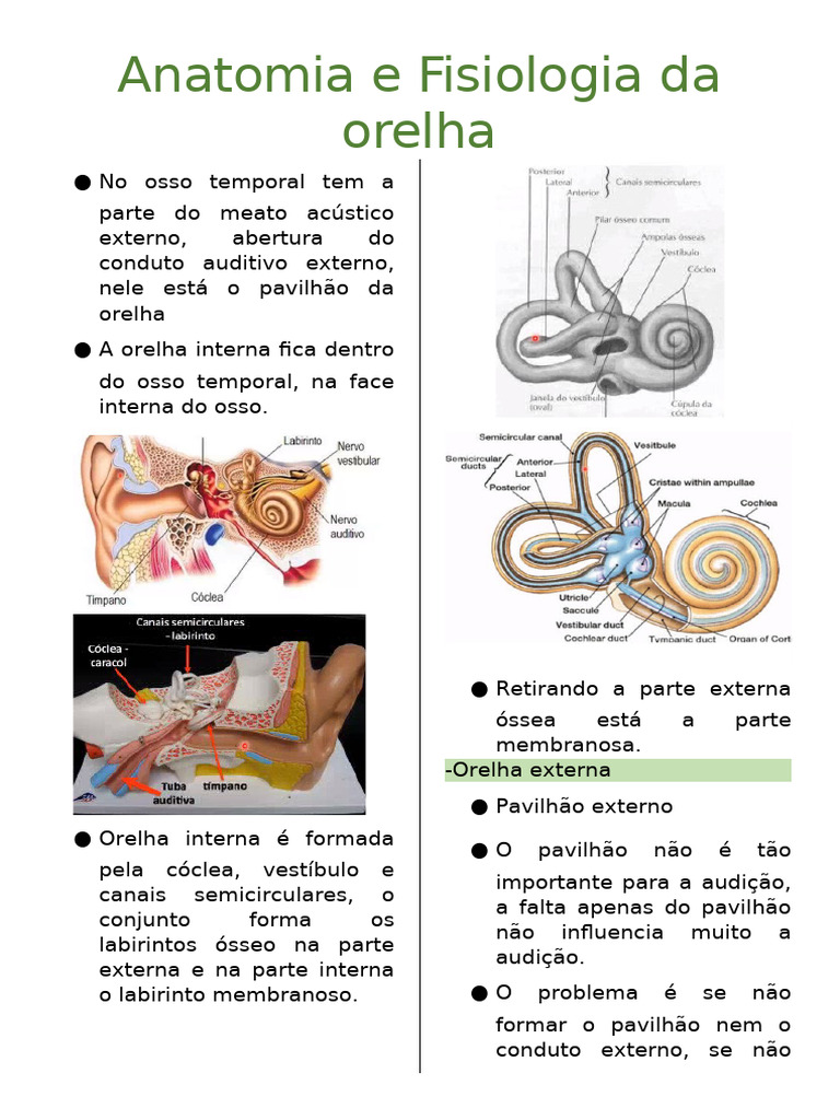 Anatomia da Orelha: Estruturas e Funções | PDF | Audição | Orelha