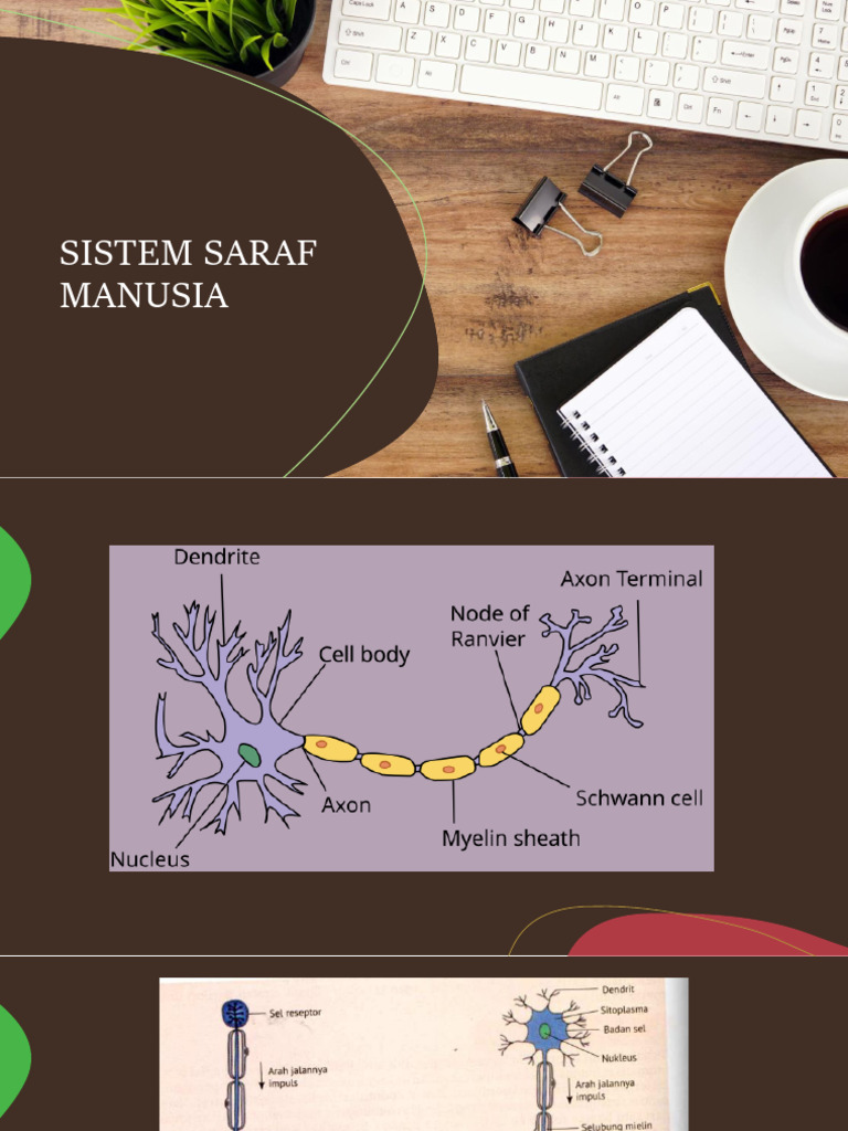 Fungsi dan Jenis Saraf Manusia | PDF