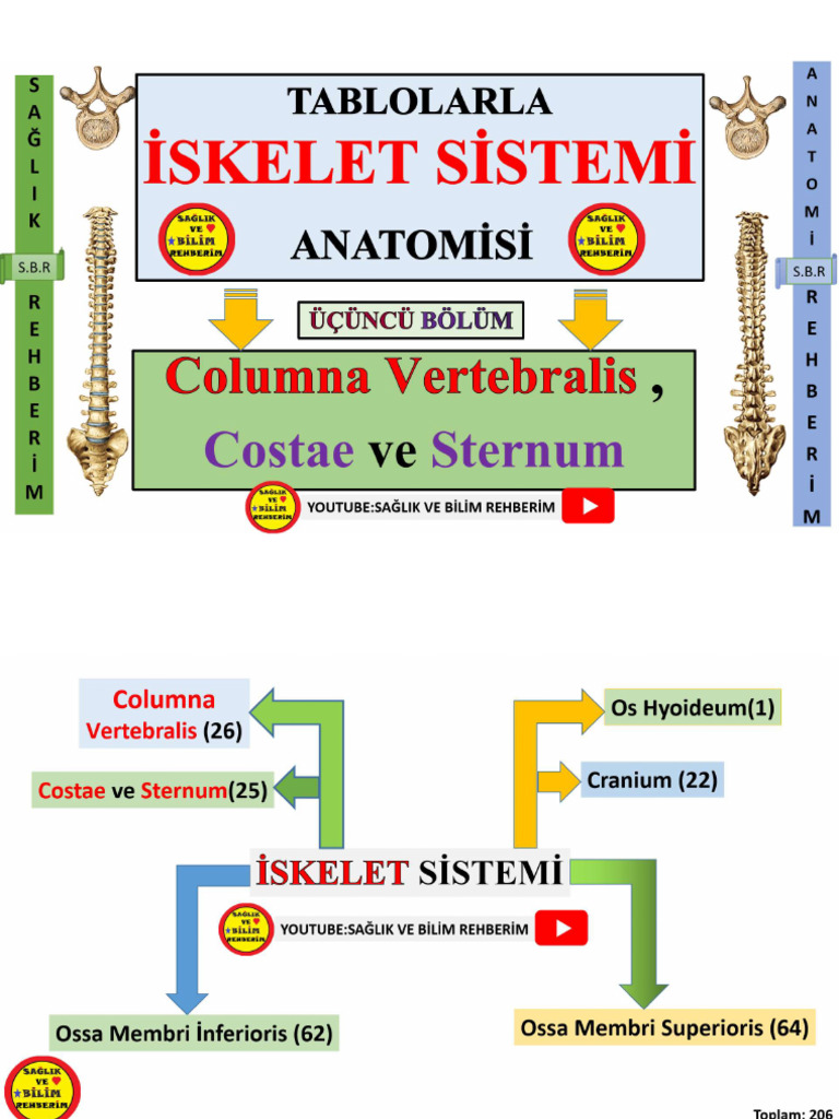 3-TABLOLARLA İSKELET SİSTEMİ ANATOMİSİ -GÖĞÜS KEMİKLERİ,KOSTA,STERNUM ...