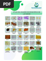 Artefactos en Exámenes Coprológicos | PDF | Heces | Organismos