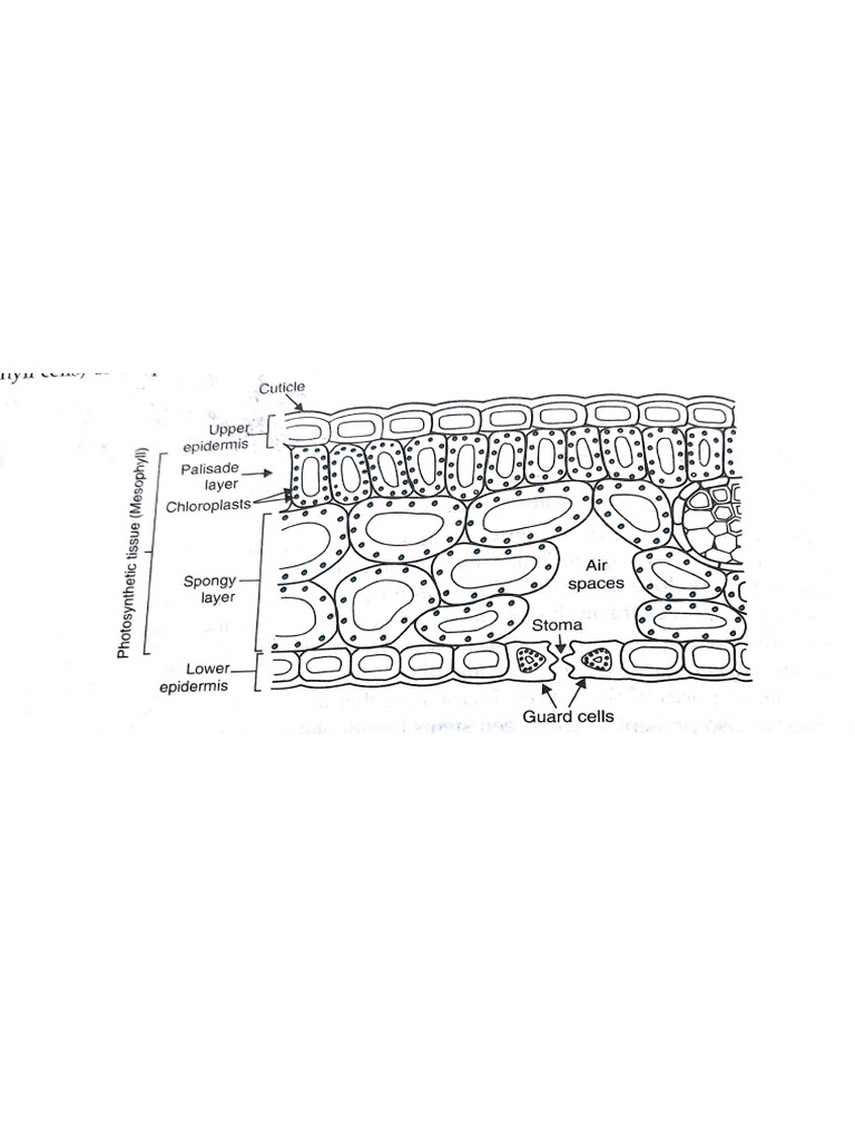 Life Processes Diagram Overview | PDF